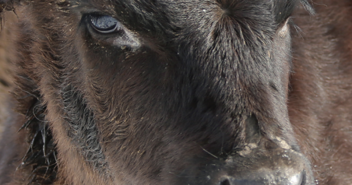 Reverse Linkage (Kyrgyz & Indonesia) Artificial Insemination of ...